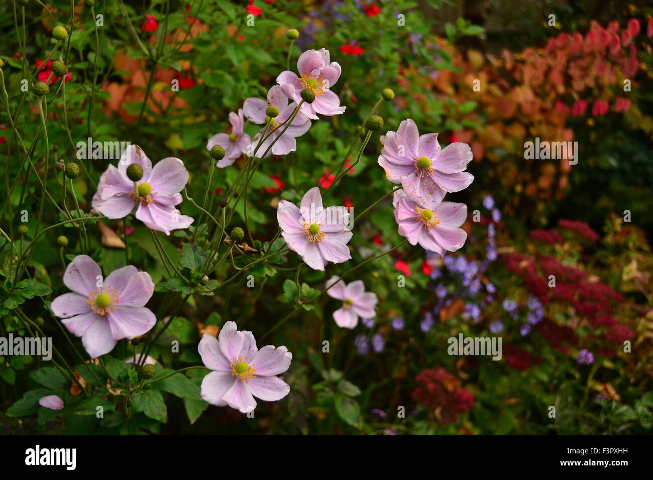 Japanese anemones in autumn border hi-res stock photography and images ...