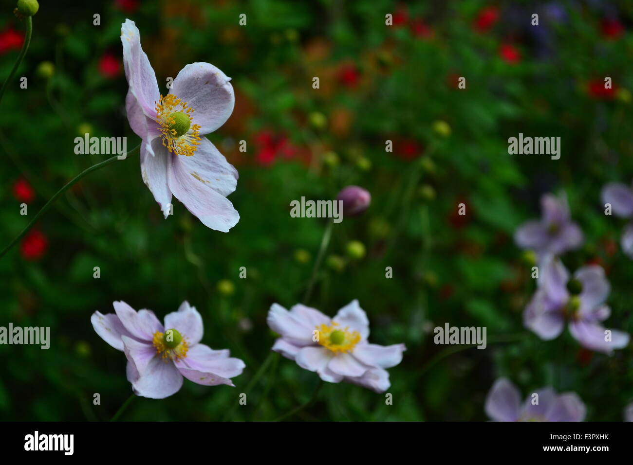 Japanese anemones in autumn border Stock Photo - Alamy