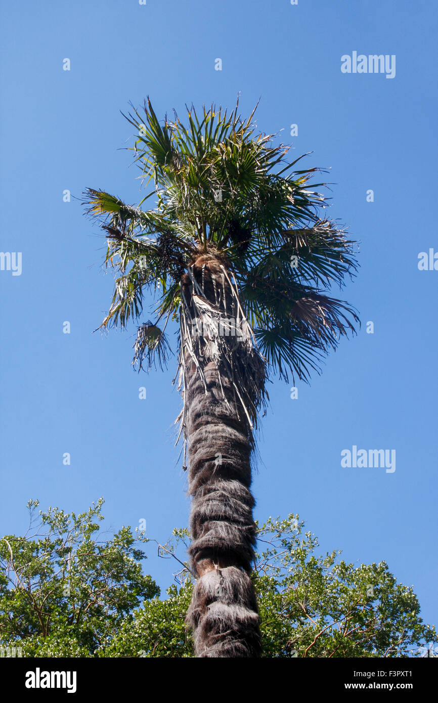 Chinese Windmill Palm (Trachycarpus Fortunei Stock Photo - Alamy
