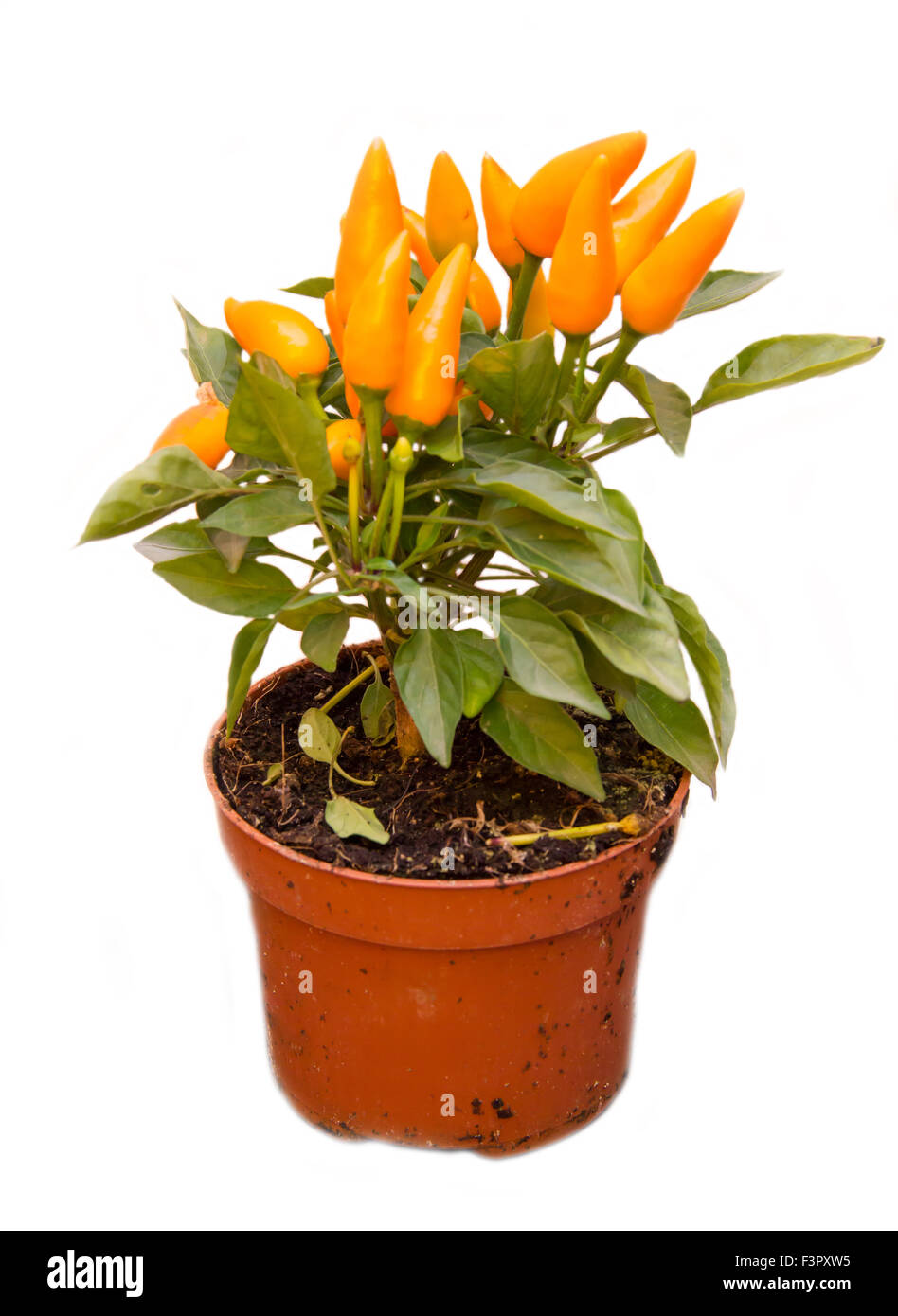 Chilli plant hi-res stock photography and images - Alamy