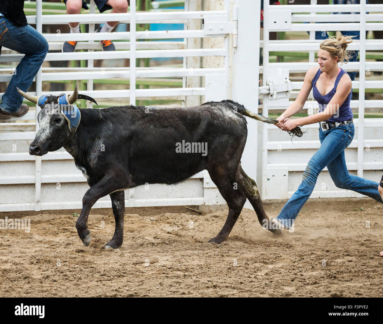 Cow chasing hi-res stock photography and images - Alamy