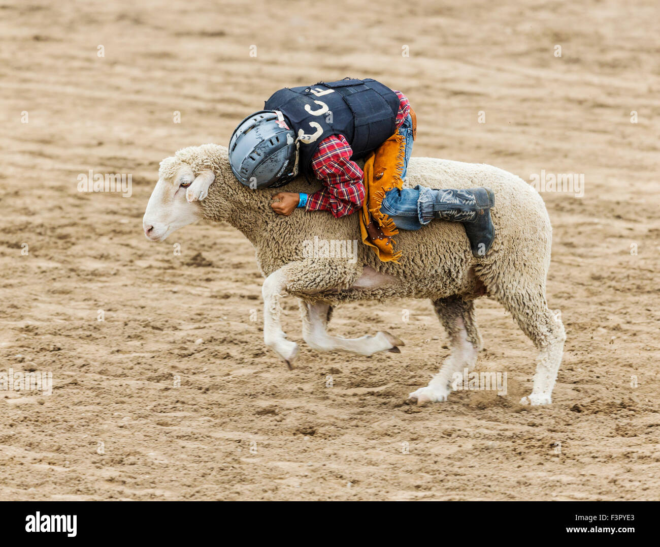 Mutton busting hi-res stock photography and images - Alamy