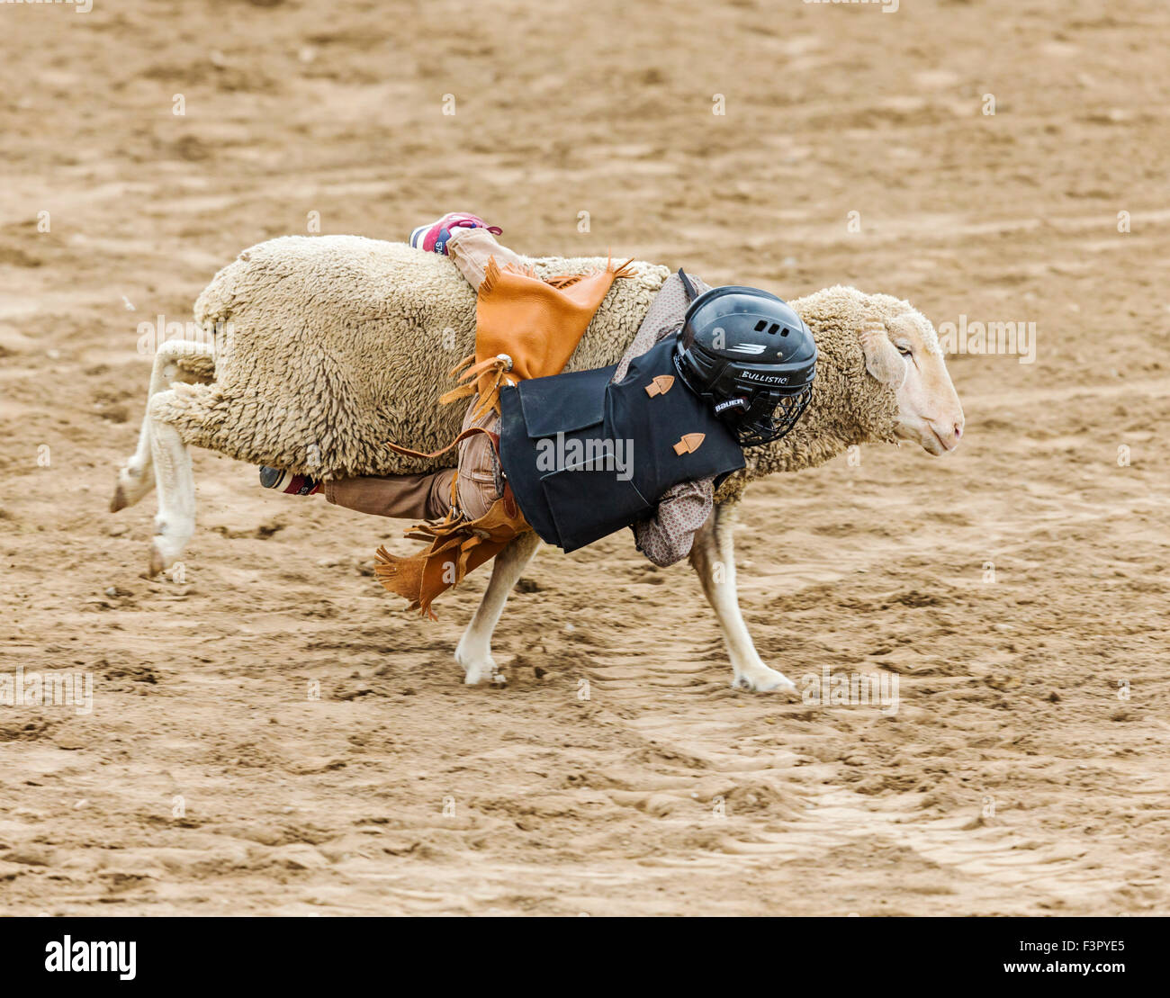 Child competes in sheep riding, mutton bustin', event, Chaffee County ...