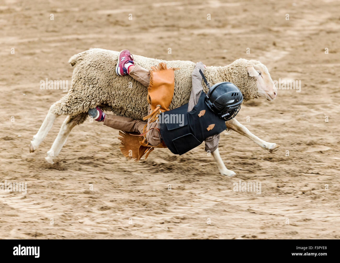 Child competes in sheep riding, mutton bustin', event, Chaffee County ...
