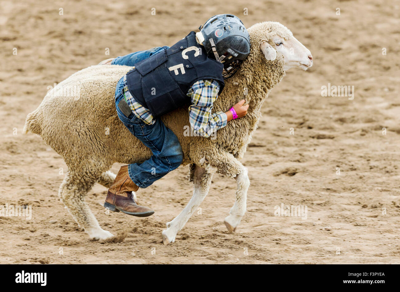 Child competes in sheep riding, mutton bustin', event, Chaffee County ...