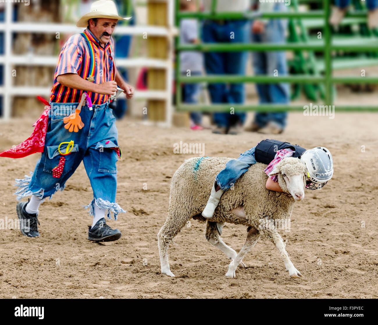 Mutton busting cowgirl riding sheep hi-res stock photography and images ...