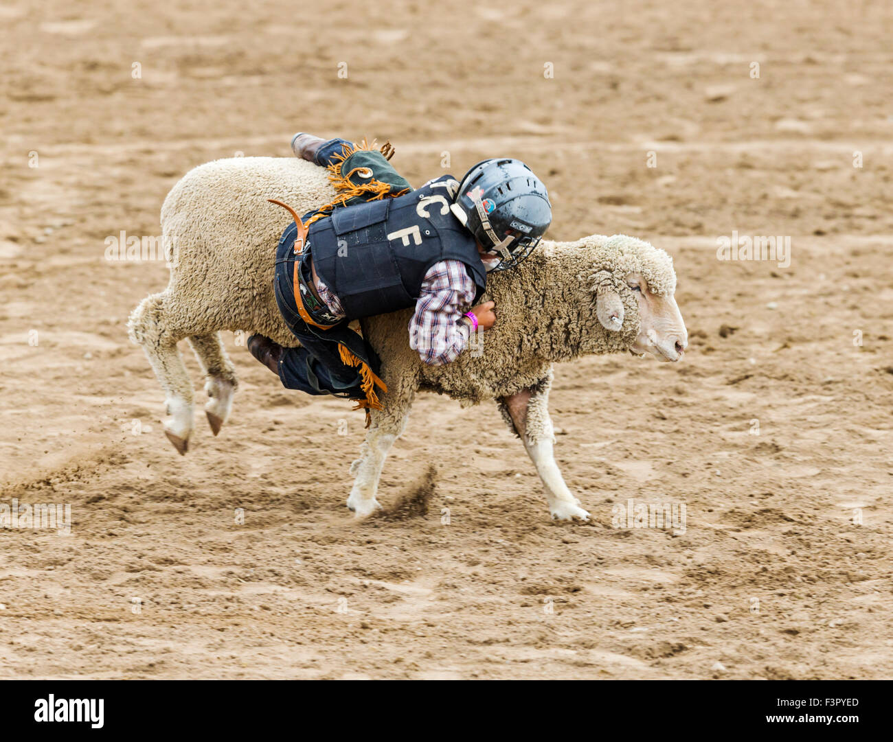 Child competes in sheep riding, mutton bustin', event, Chaffee County ...