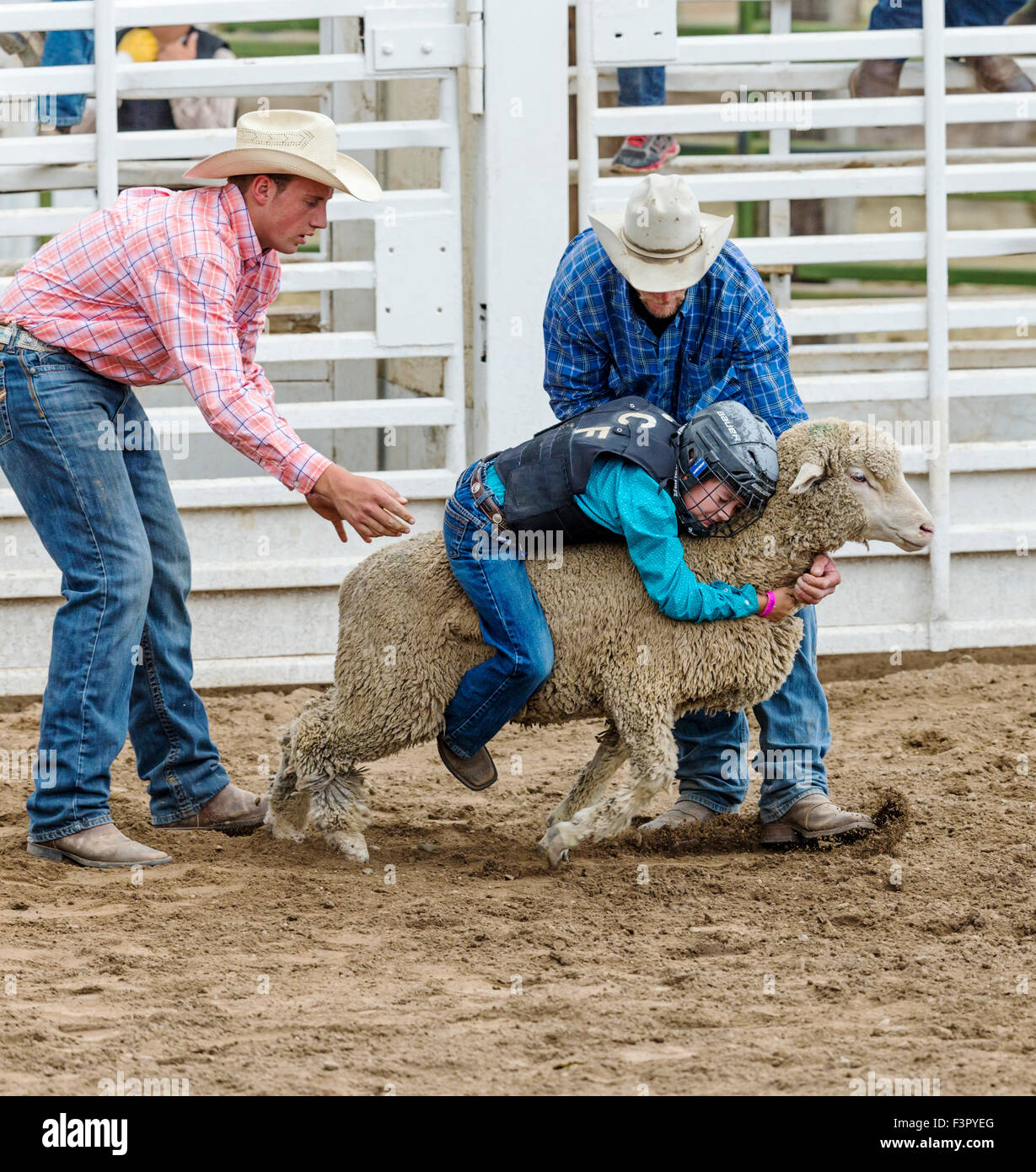 Mutton busting cowgirl riding sheep hi-res stock photography and images ...