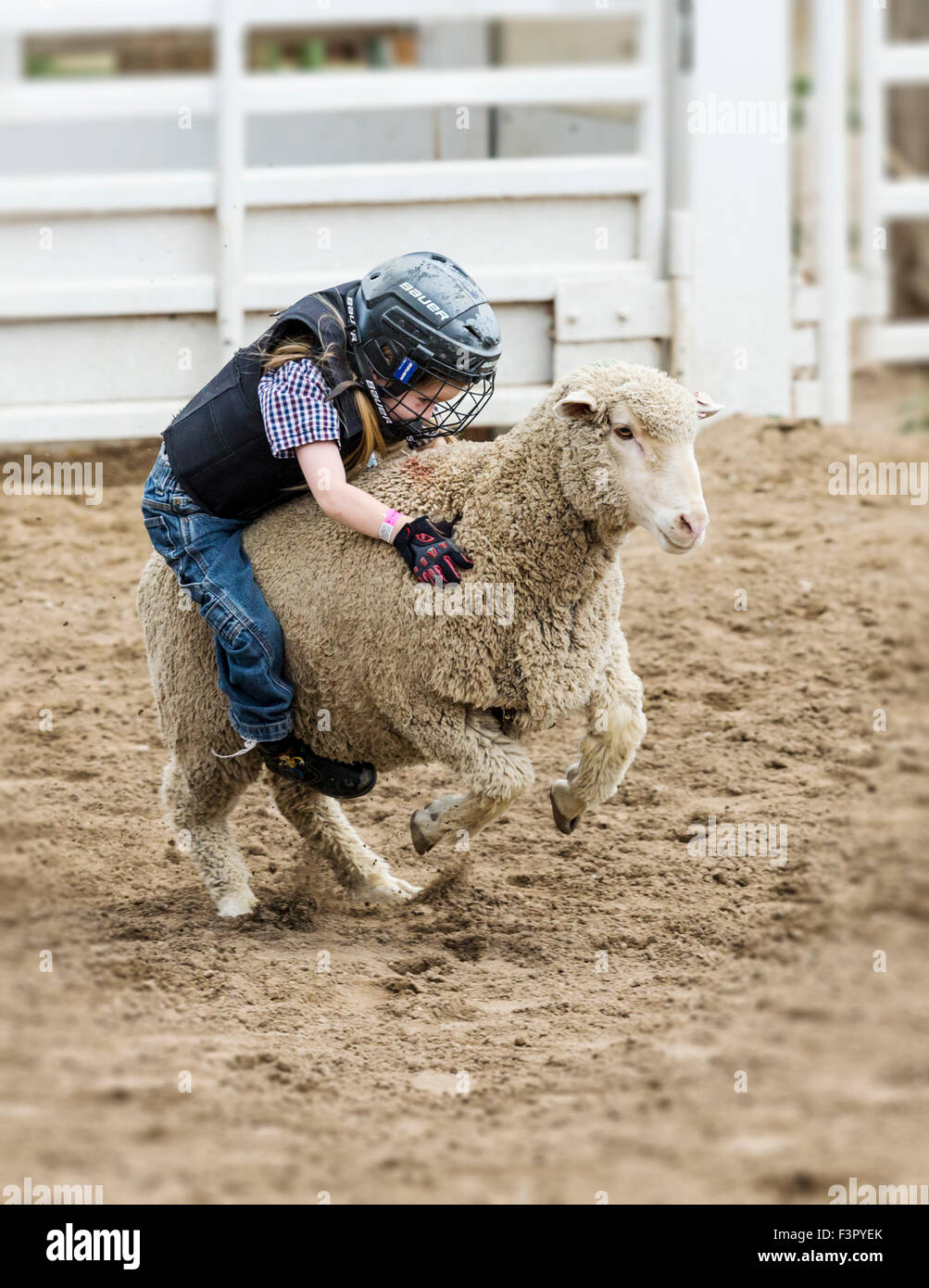 Child competes in sheep riding, mutton bustin', event, Chaffee County ...