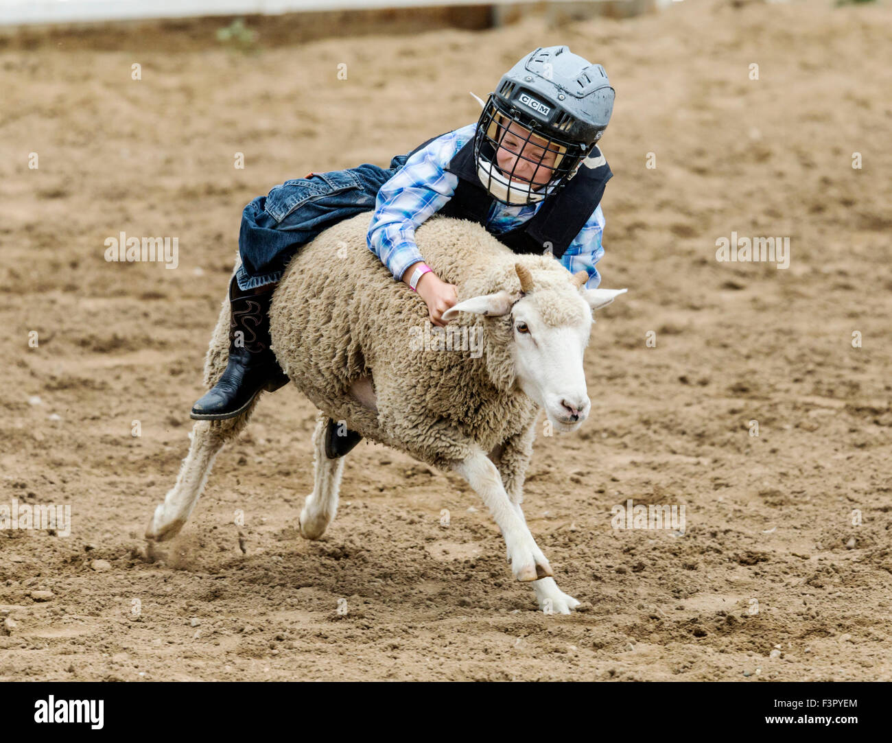 Mutton busting cowgirl riding sheep hi-res stock photography and images ...