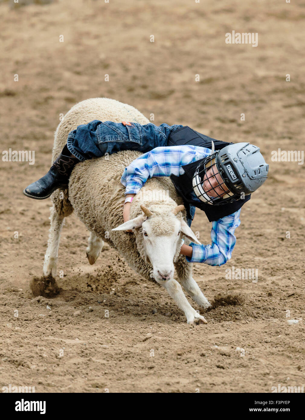Child competes in sheep riding, mutton bustin', event, Chaffee County ...