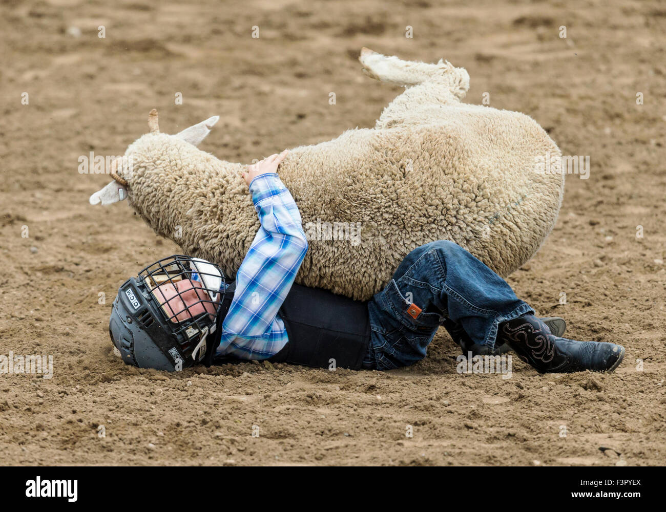 Child competes in sheep riding, mutton bustin', event, Chaffee County ...
