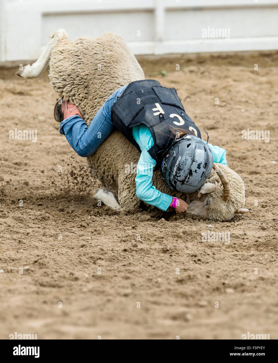 Child competes in sheep riding, mutton bustin', event, Chaffee County ...