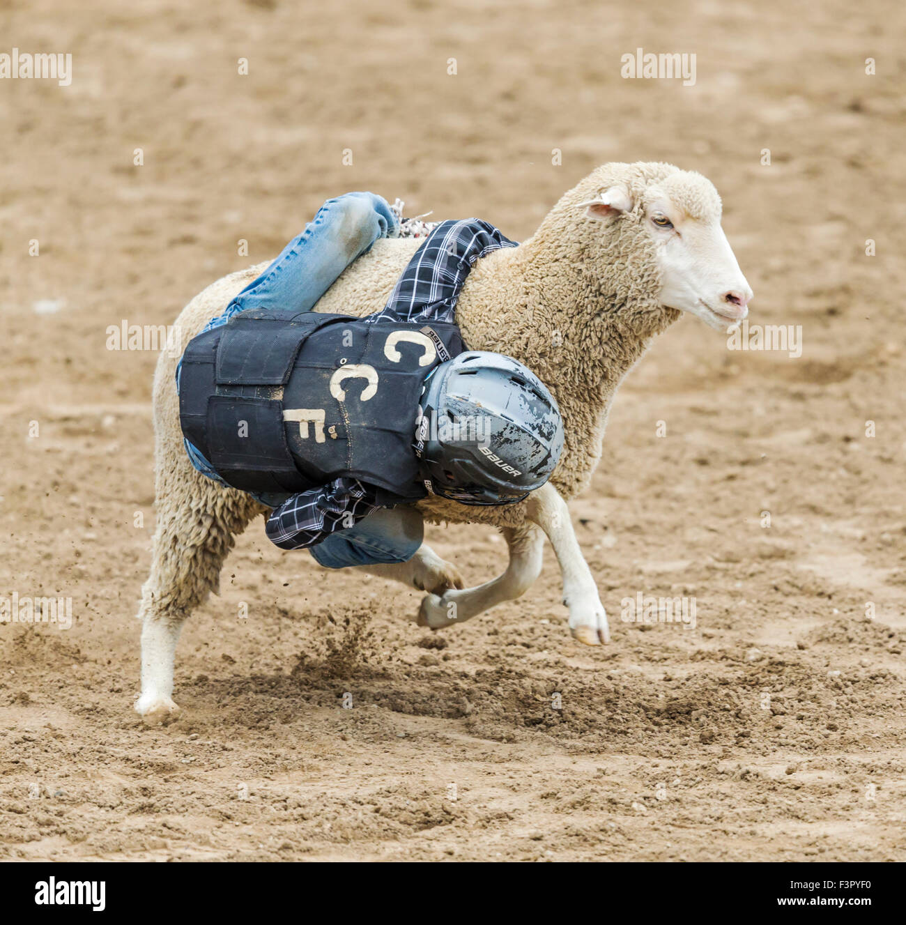 Mutton Busting Cowgirl Riding Sheep High Resolution Stock Photography ...
