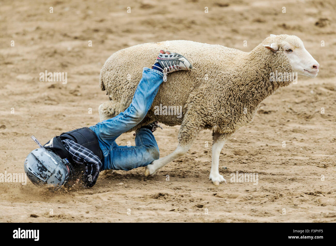 Child competes in sheep riding, mutton bustin', event, Chaffee County ...