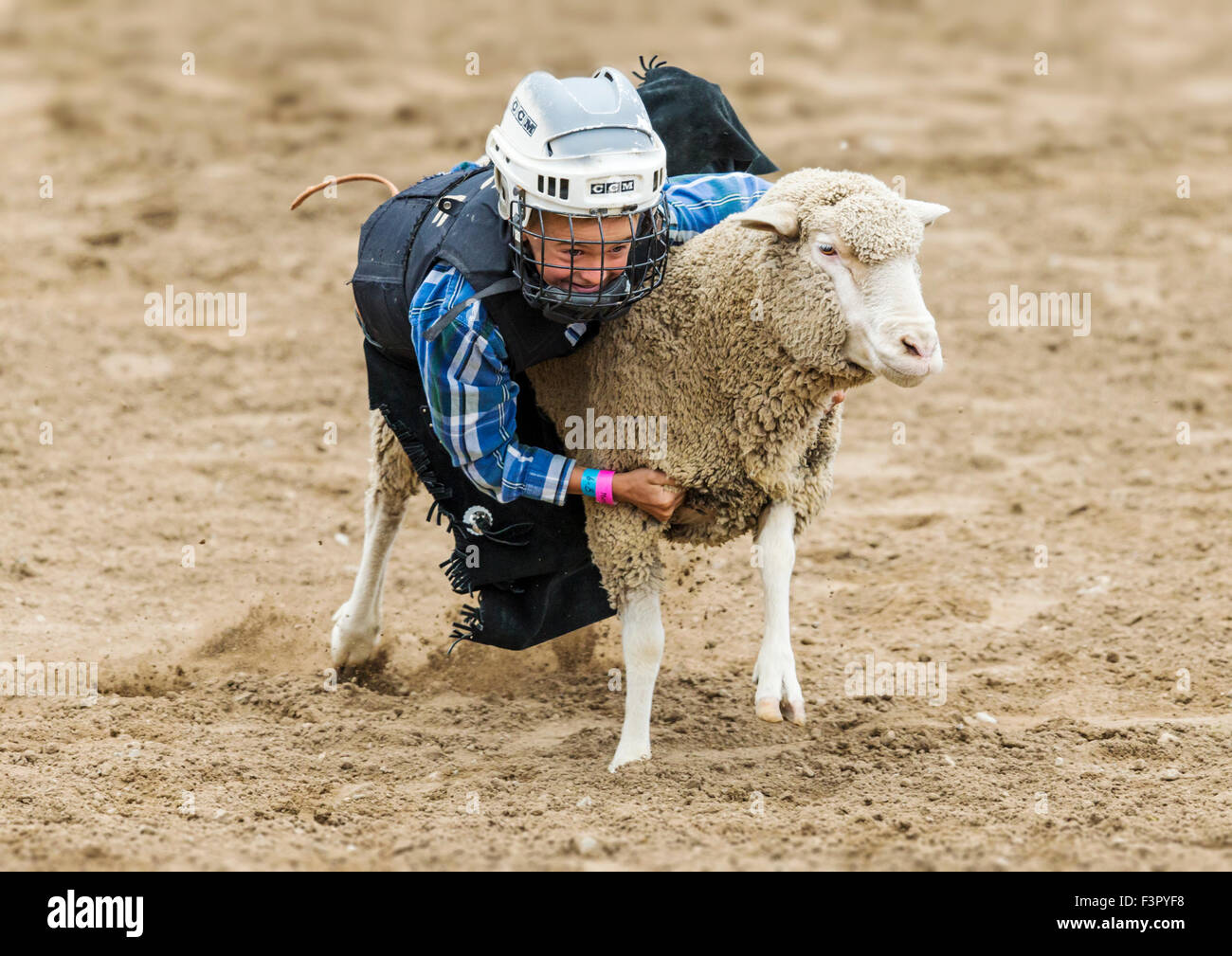Mutton busting cowgirl riding sheep hi-res stock photography and images ...