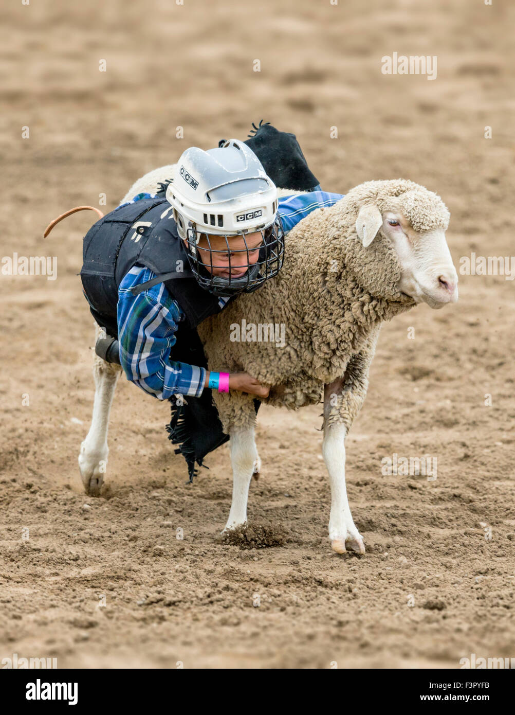 Mutton busting cowgirl riding sheep hi-res stock photography and images ...