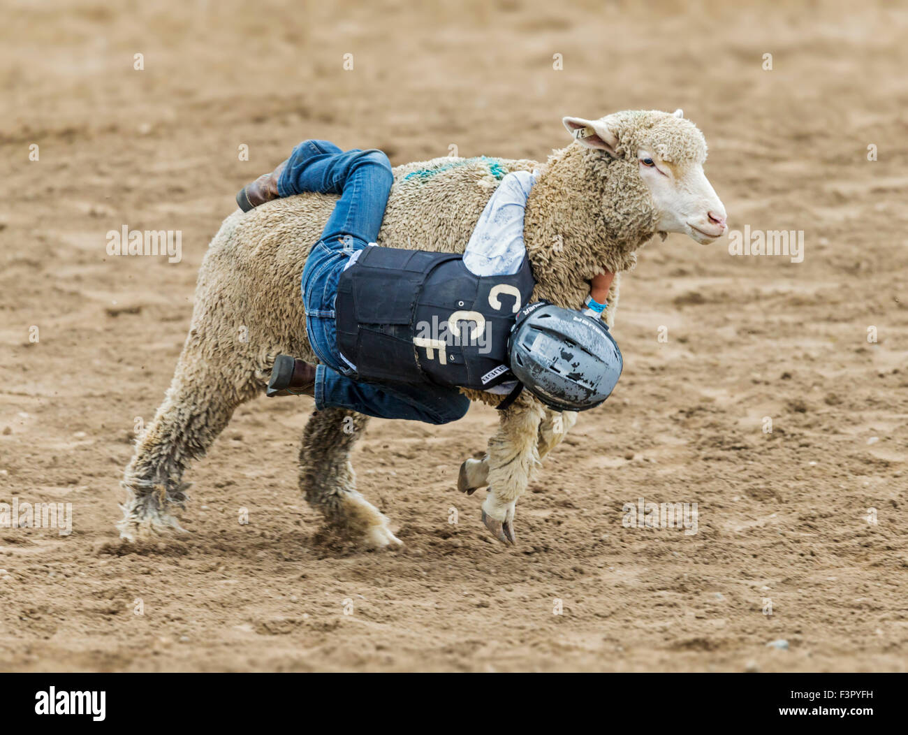 Mutton Busting Cowgirl Riding Sheep High Resolution Stock Photography ...