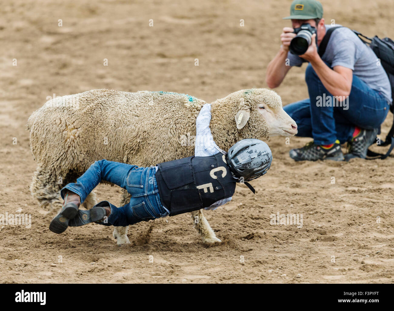 Mutton Busting Cowgirl Riding Sheep High Resolution Stock Photography ...