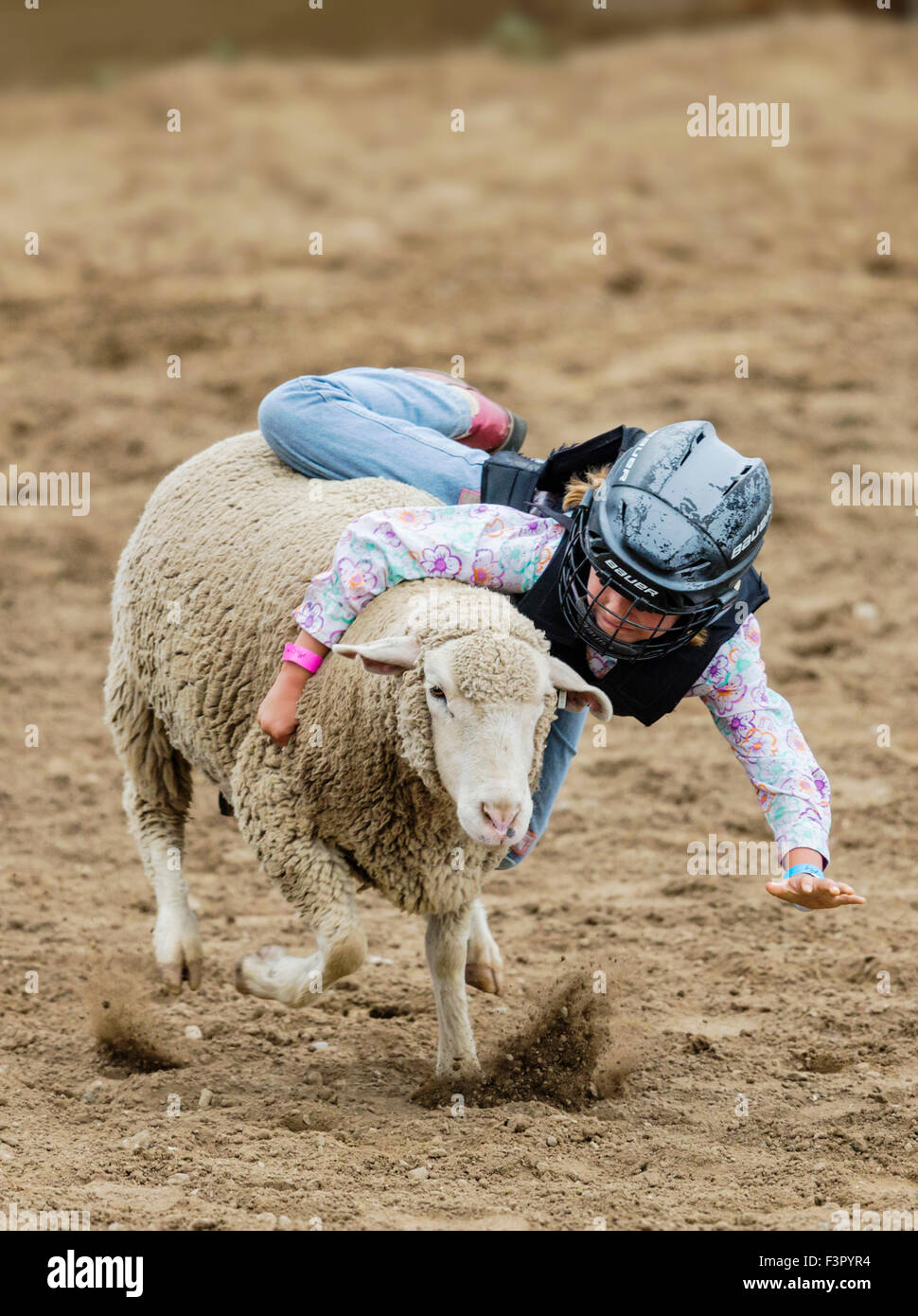 Child competes in sheep riding, mutton bustin', event, Chaffee County ...