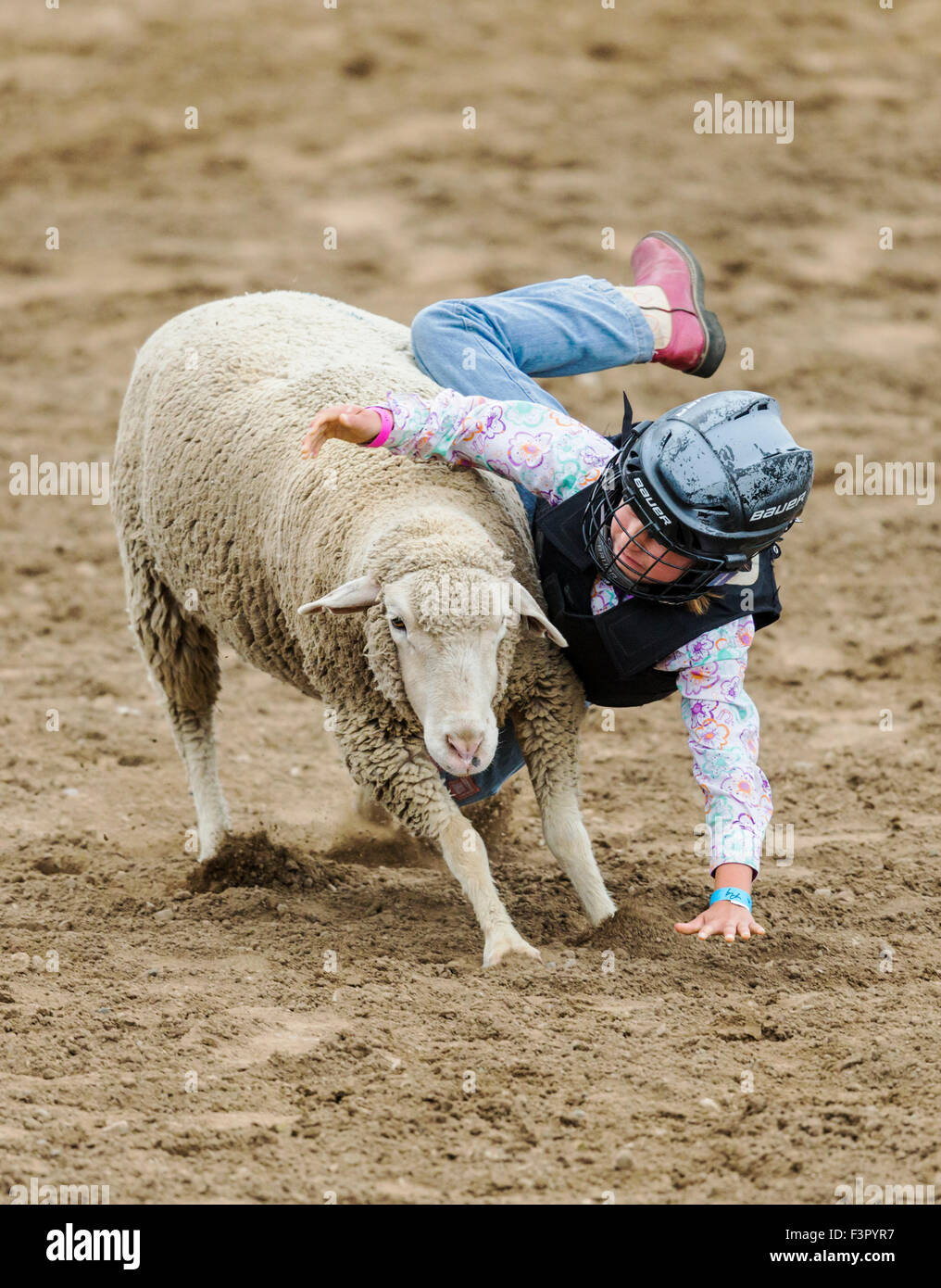 Mutton busting cowgirl riding sheep hi-res stock photography and images ...