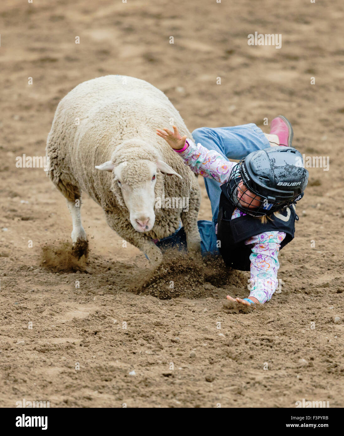 Child competes in sheep riding, mutton bustin', event, Chaffee County ...