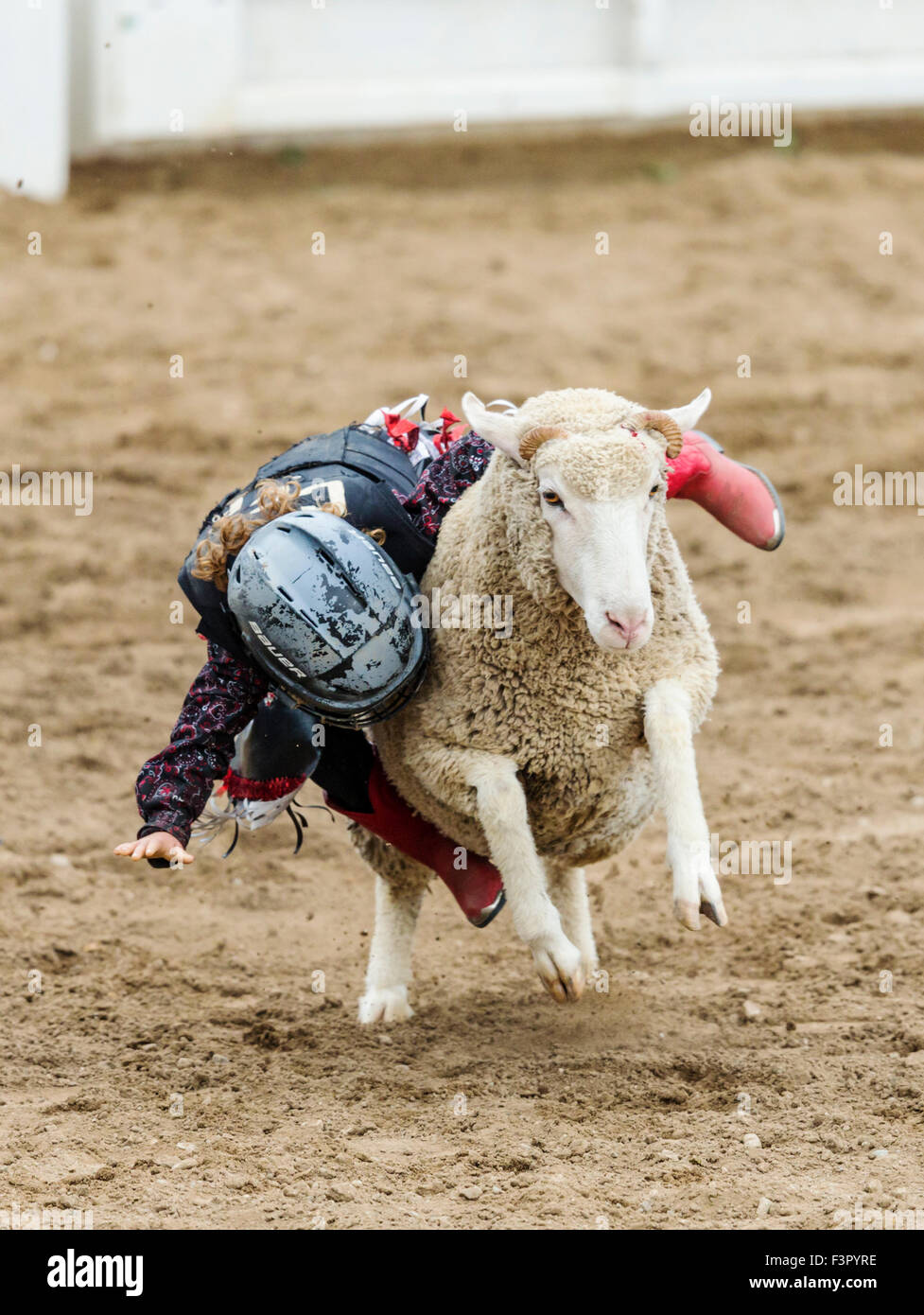 Child competes in sheep riding, mutton bustin', event, Chaffee County ...