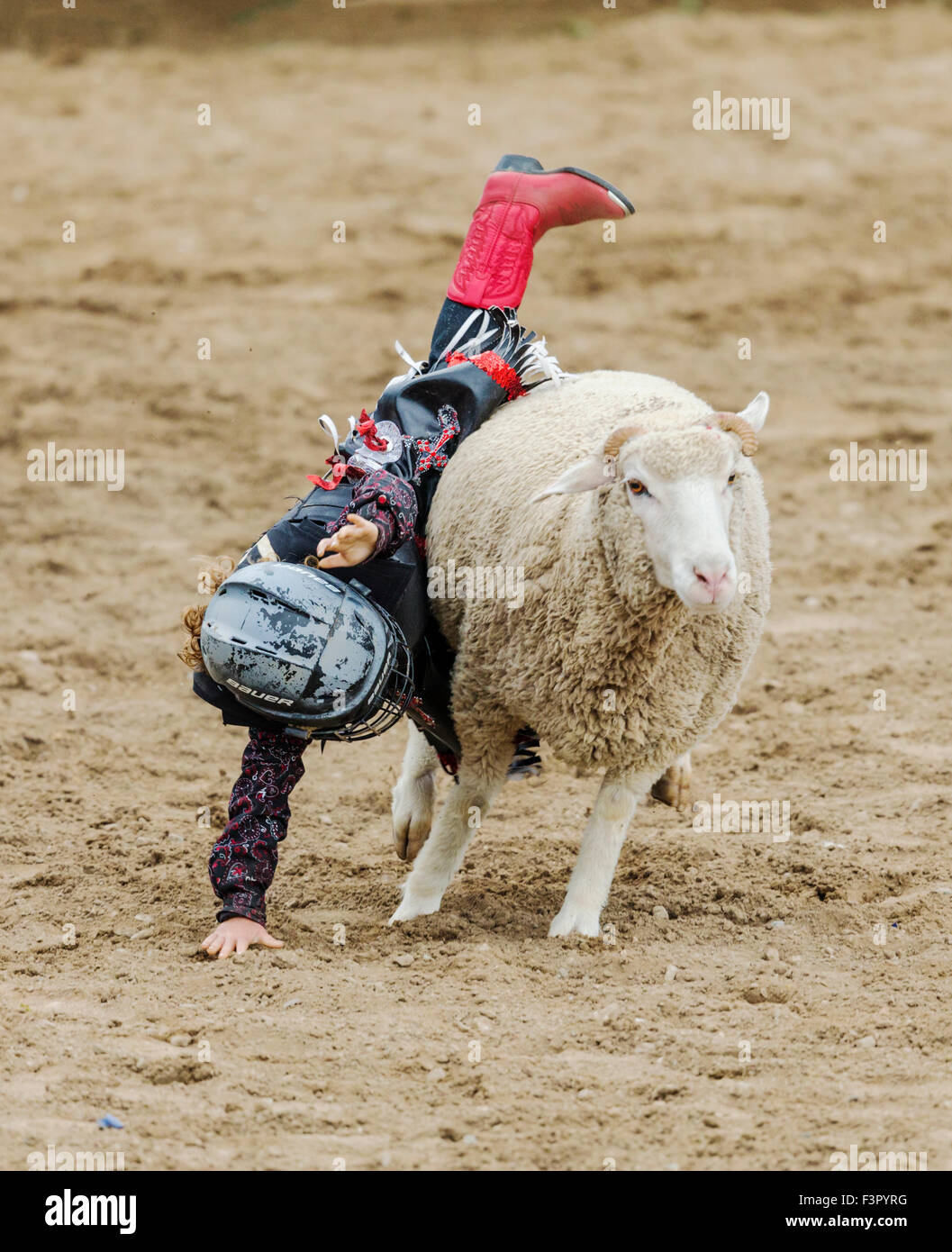 Mutton busting cowgirl riding sheep hi-res stock photography and images ...