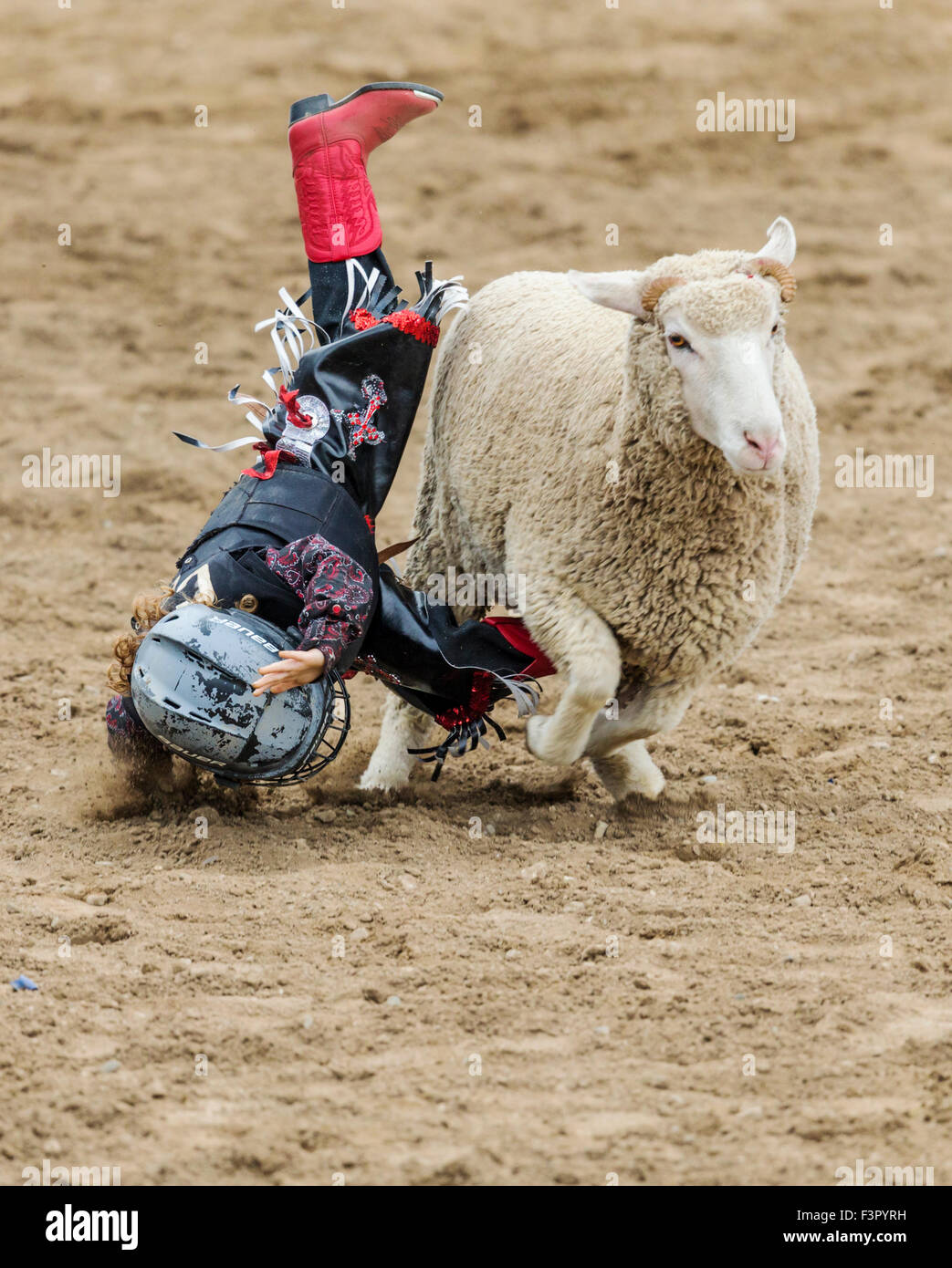 Child competes in sheep riding, mutton bustin', event, Chaffee County ...
