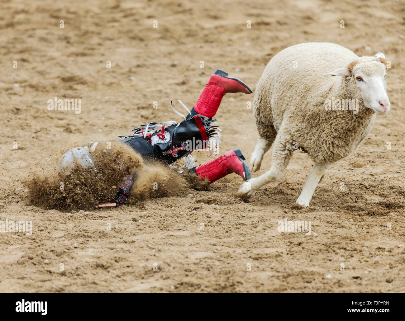 Child competes in sheep riding, mutton bustin', event, Chaffee County ...