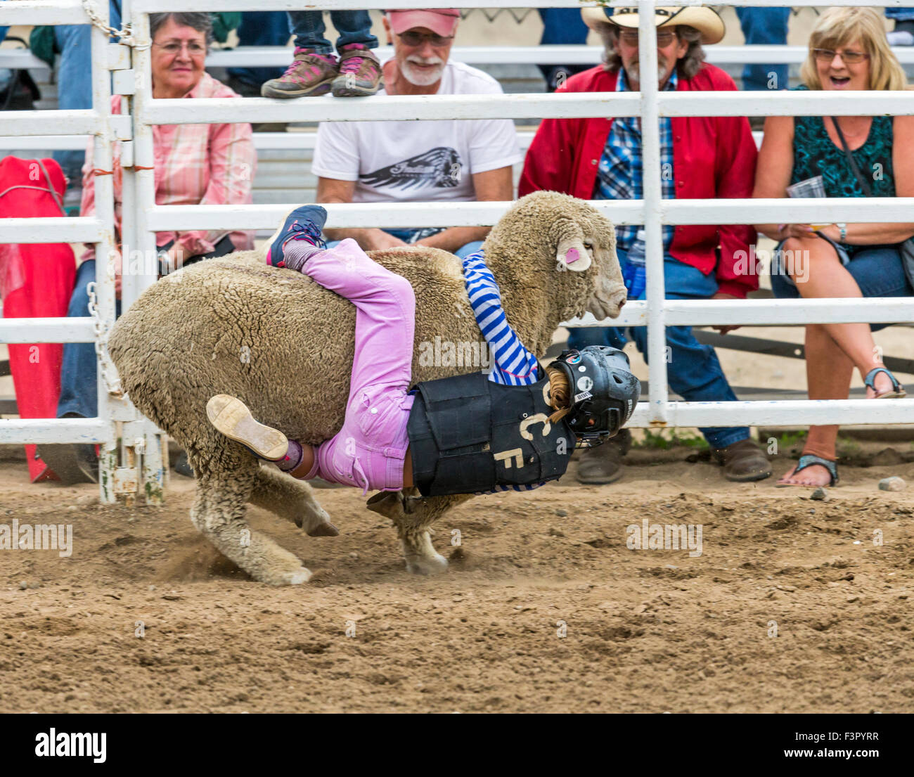 Mutton busting cowgirl riding sheep hi-res stock photography and images ...