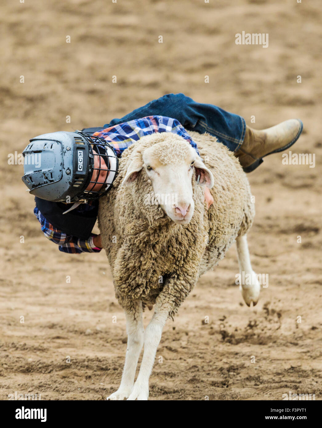 Child competes in sheep riding, mutton bustin', event, Chaffee County ...