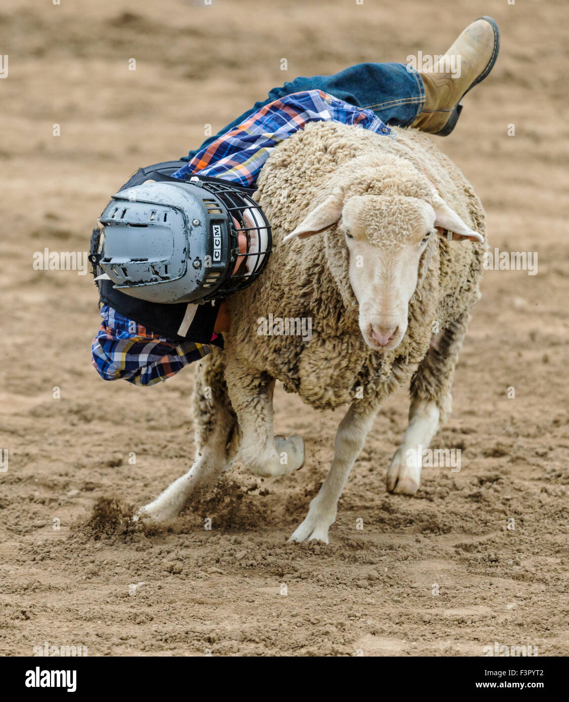 Child competes in sheep riding, mutton bustin', event, Chaffee County ...