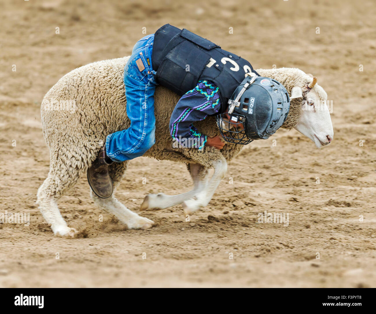 Sheep Riding High Resolution Stock Photography and Images - Alamy