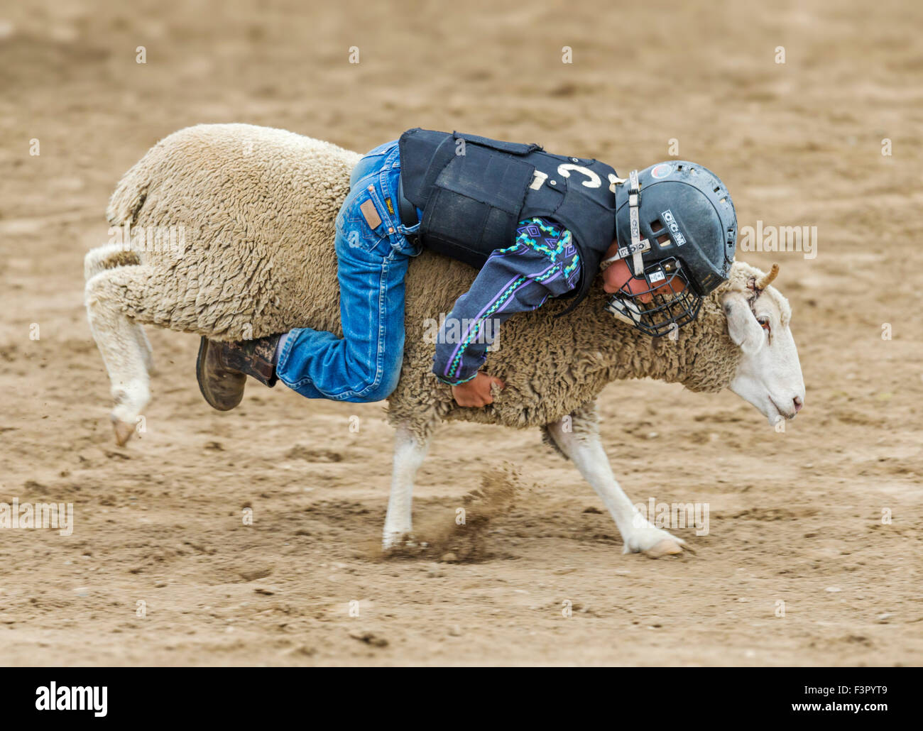 Child competes in sheep riding, mutton bustin', event, Chaffee County ...
