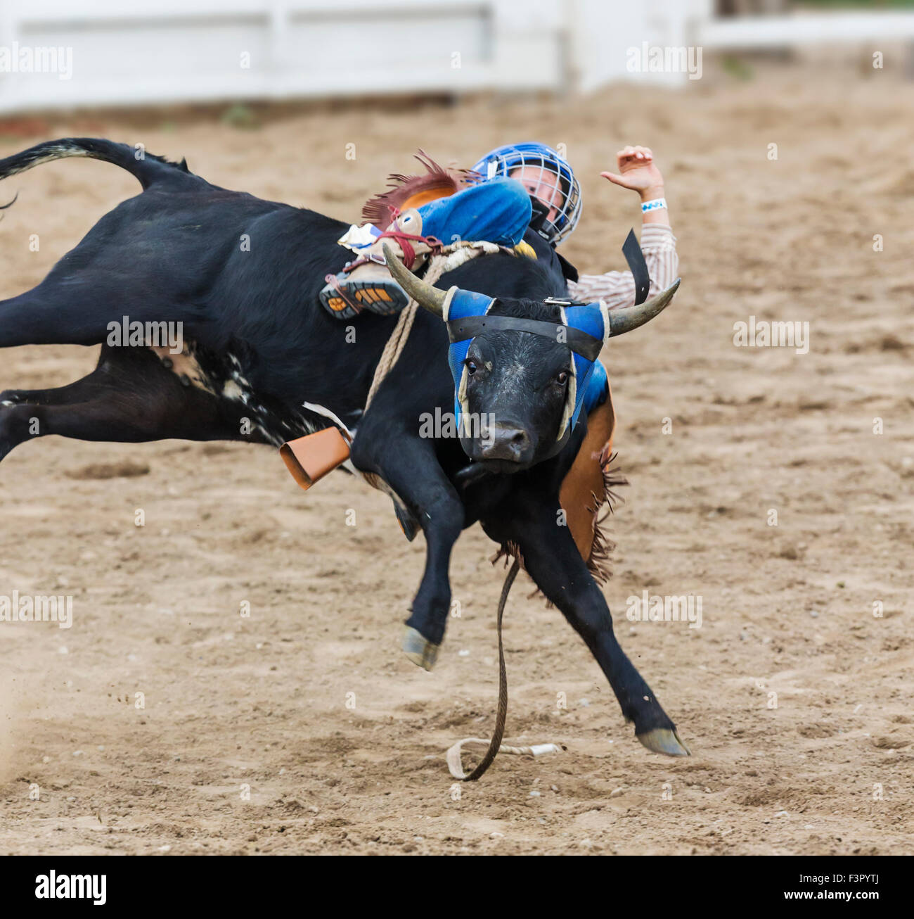 Young cowboy falling from a small steer in the Junior Steer Riding ...
