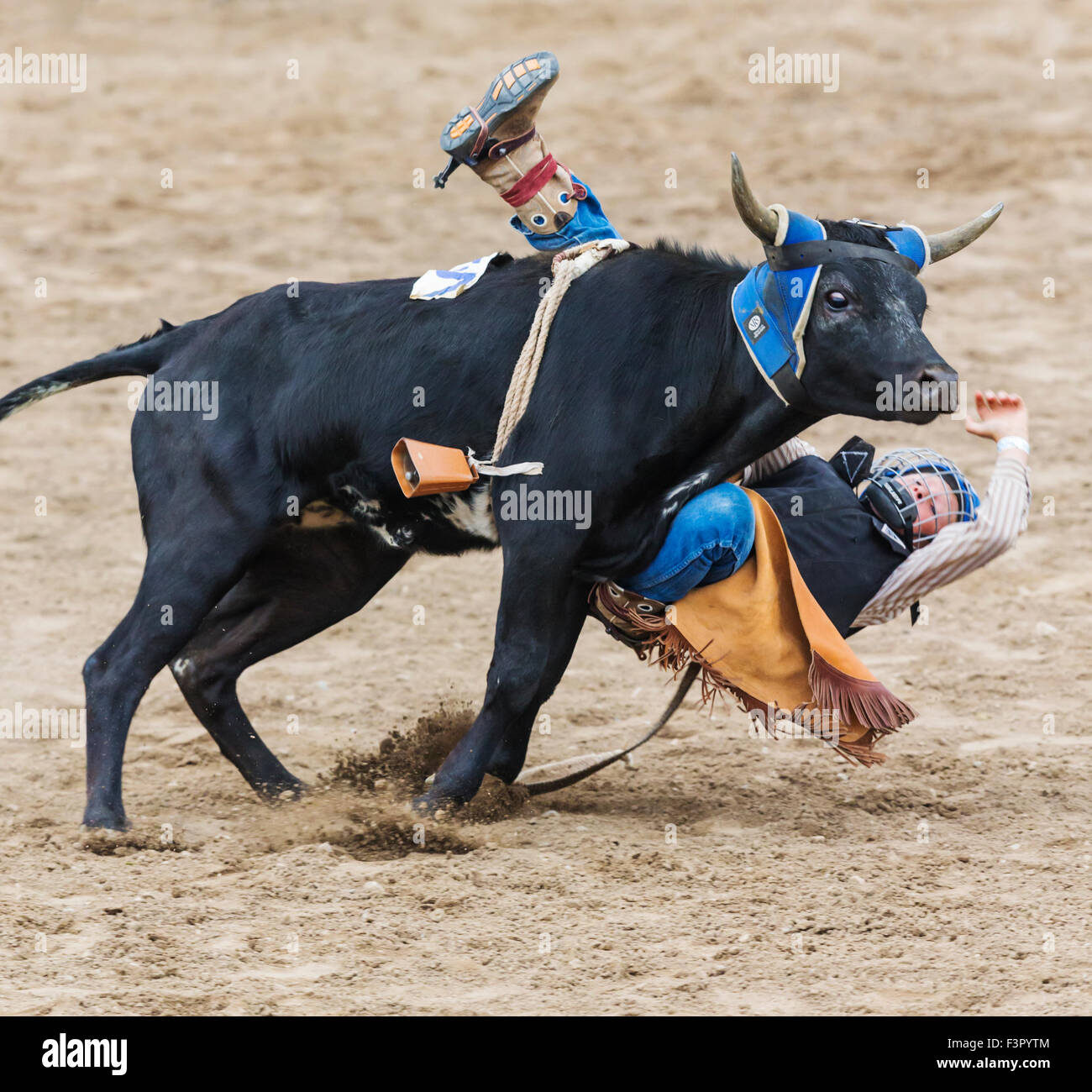Young cowboy falling from a small steer in the Junior Steer Riding ...