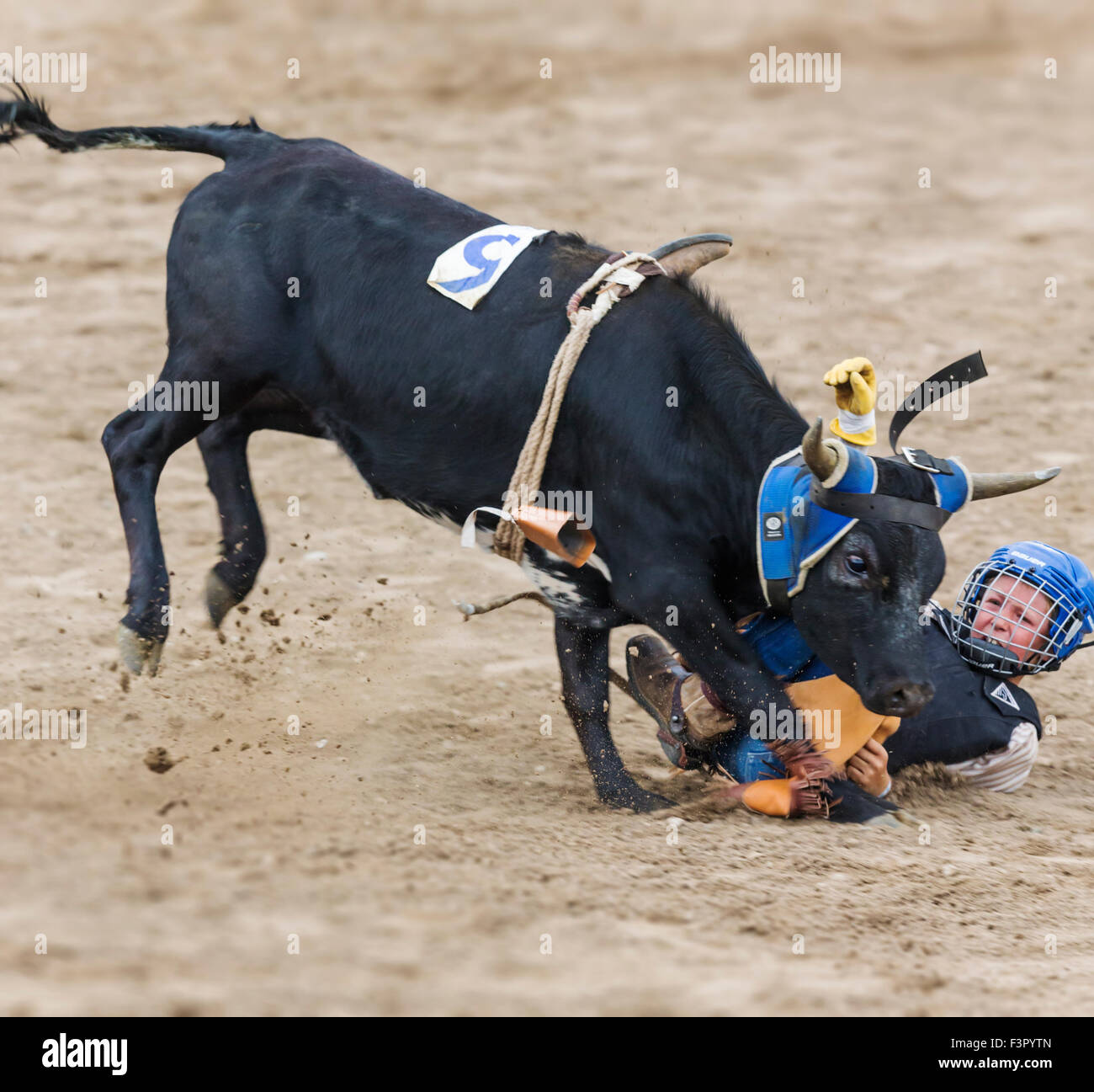 Young cowboy falling from a small steer in the Junior Steer Riding ...