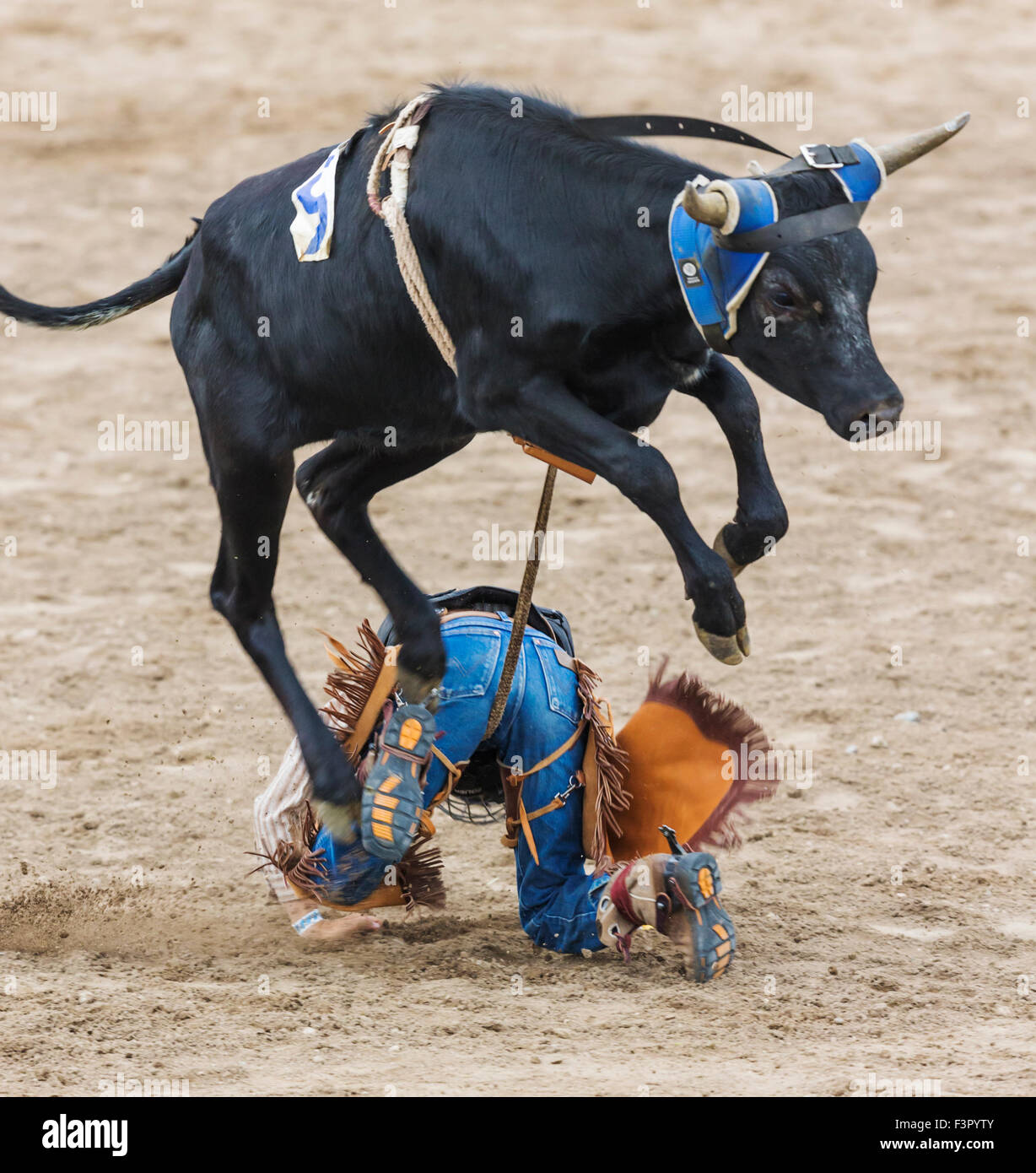 Rodeo bull accident hi-res stock photography and images - Alamy