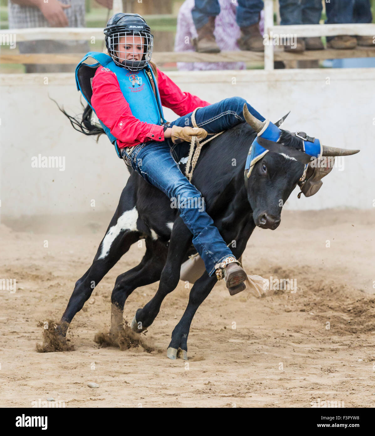 Young cowboy falling from a small steer in the Junior Steer Riding ...