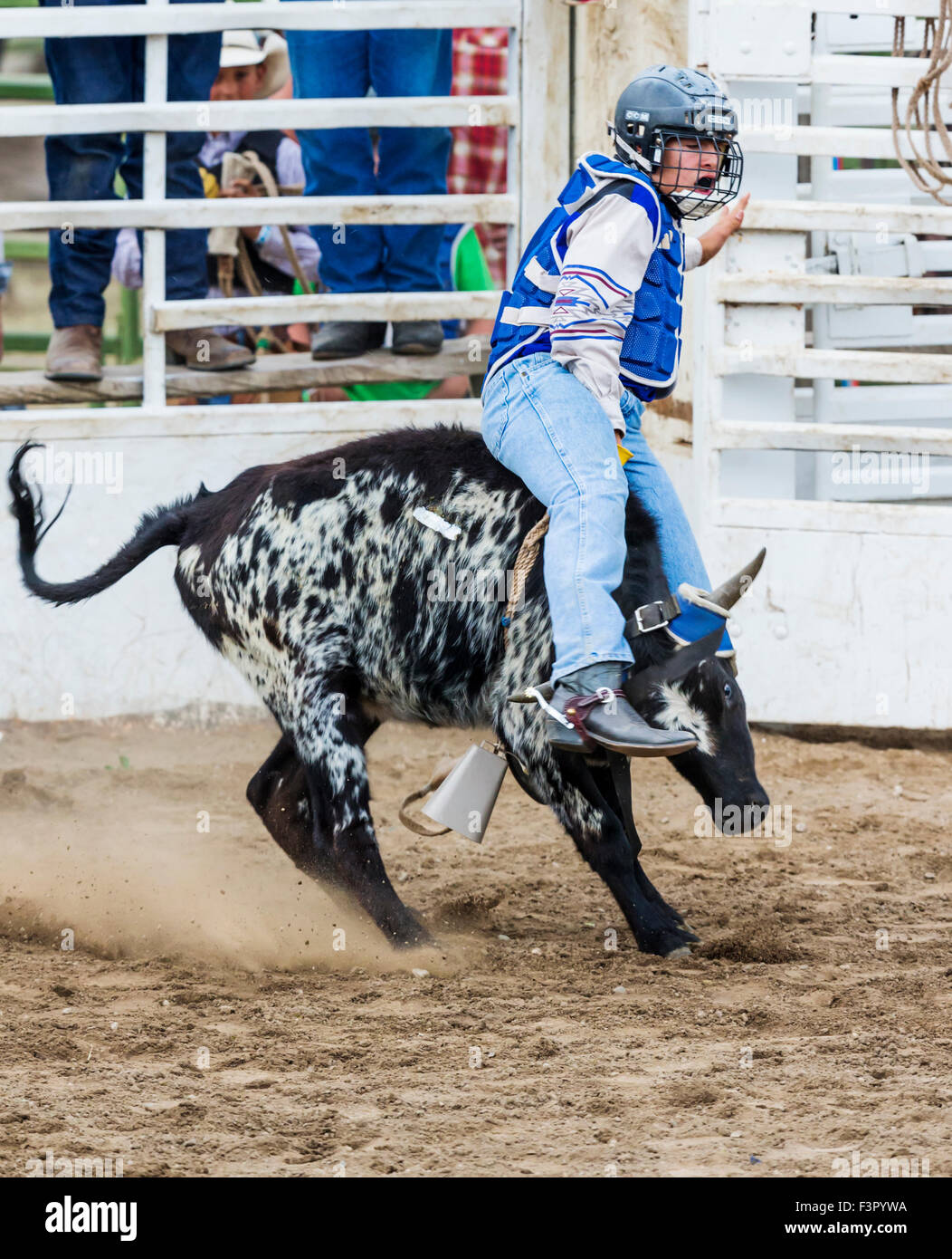 Young cowboy falling from a small steer in the Junior Steer Riding ...