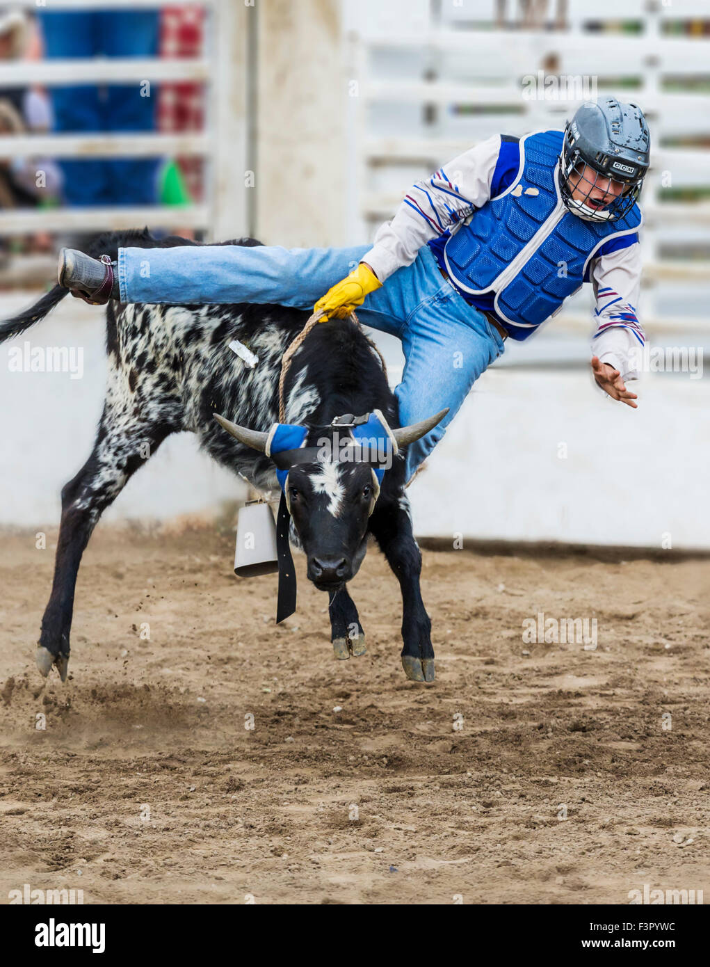 Young cowboy falling from a small steer in the Junior Steer Riding ...