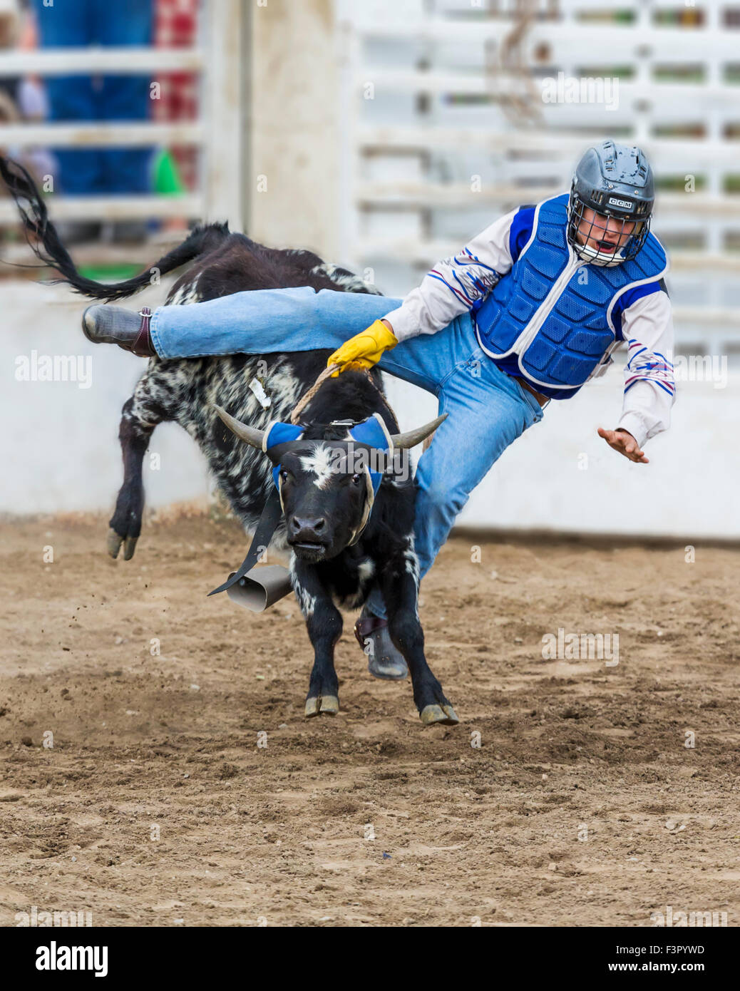 Young cowboy falling from a small steer in the Junior Steer Riding ...