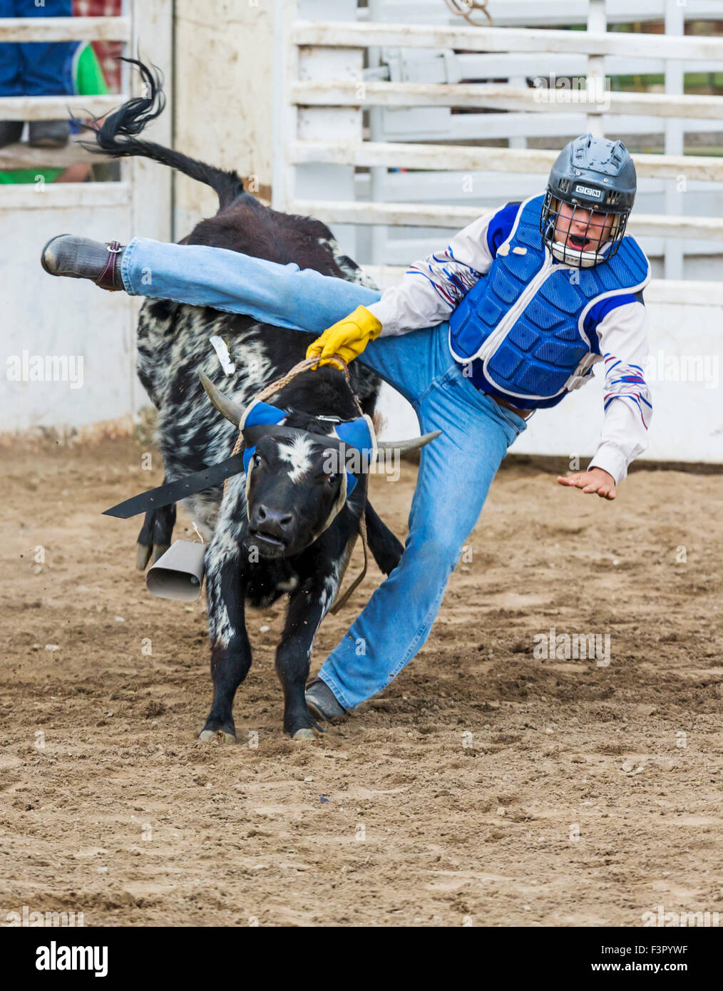 Young cowboy falling from a small steer in the Junior Steer Riding ...