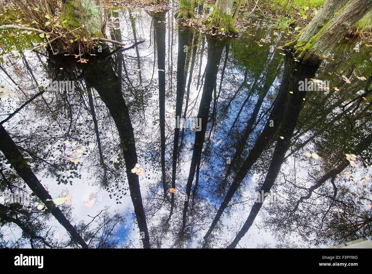 Tree and sky reflection in water in the forest, nature landscape in ...
