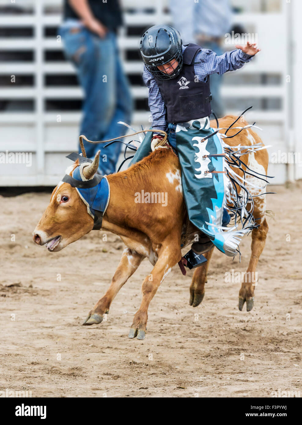 Young cowboy falling from a small steer in the Junior Steer Riding ...