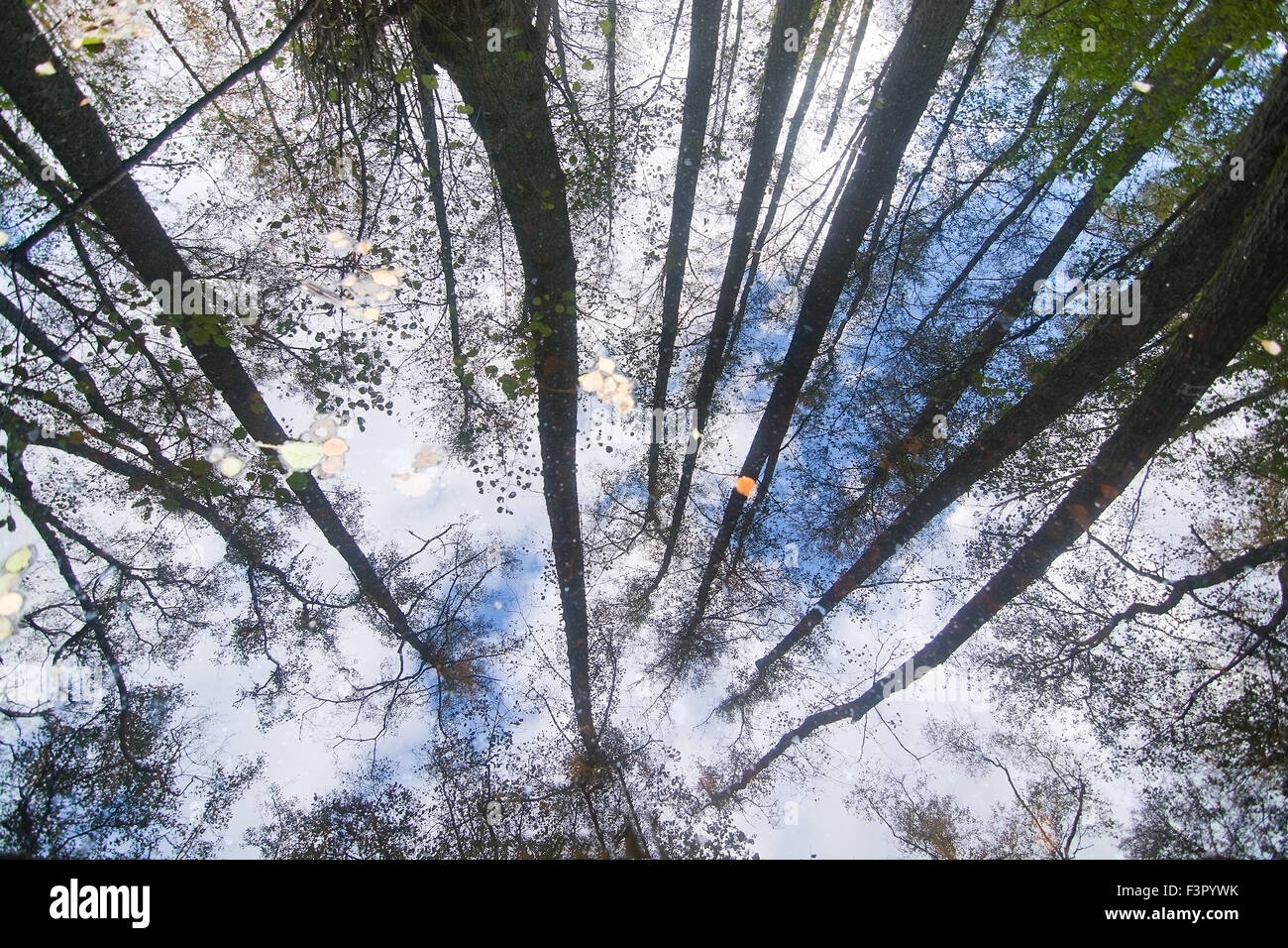 Tree and sky reflection in water in the forest, nature landscape in ...
