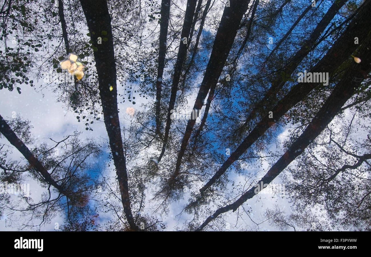Tree and sky reflection in water in the forest, nature landscape in ...