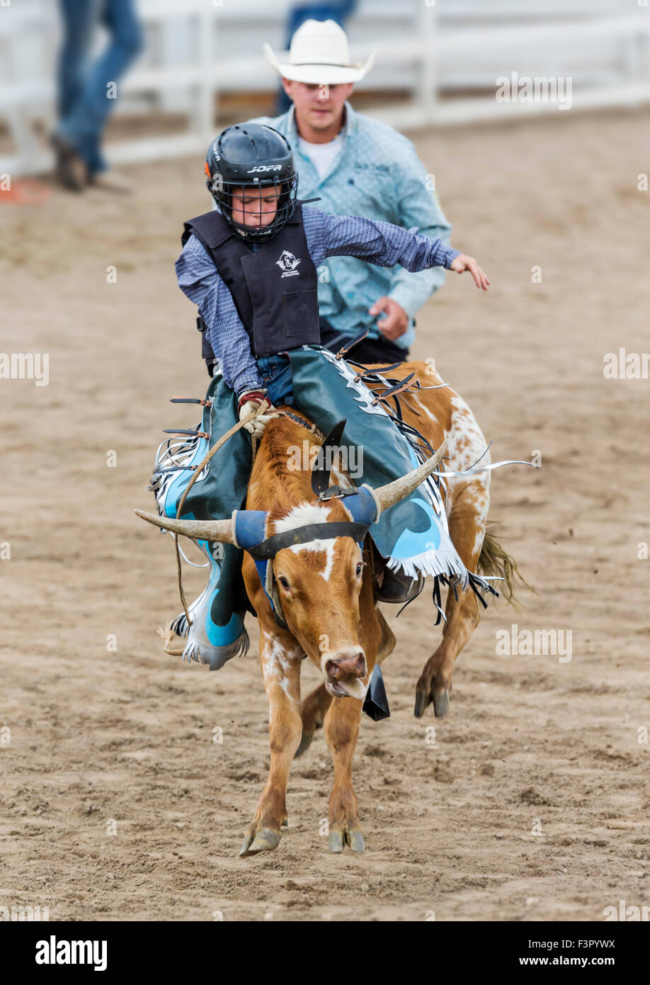 Young cowboy falling from a small steer in the Junior Steer Riding ...