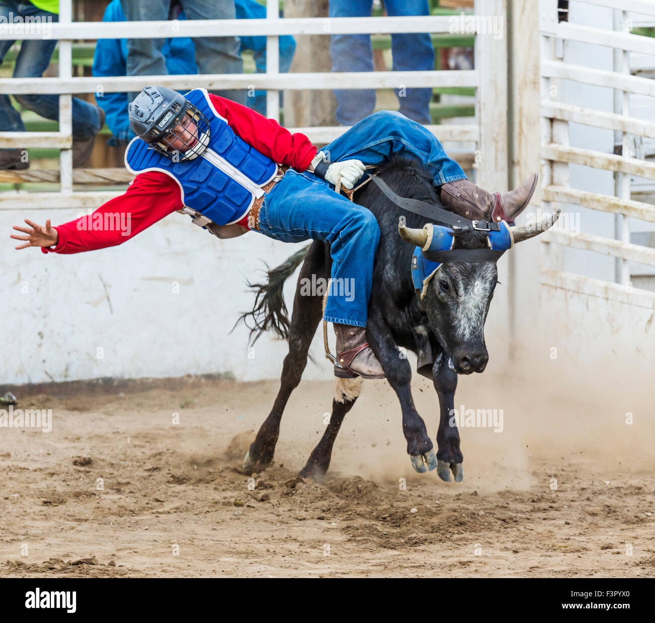 Young cowboy falling from a small steer in the Junior Steer Riding ...